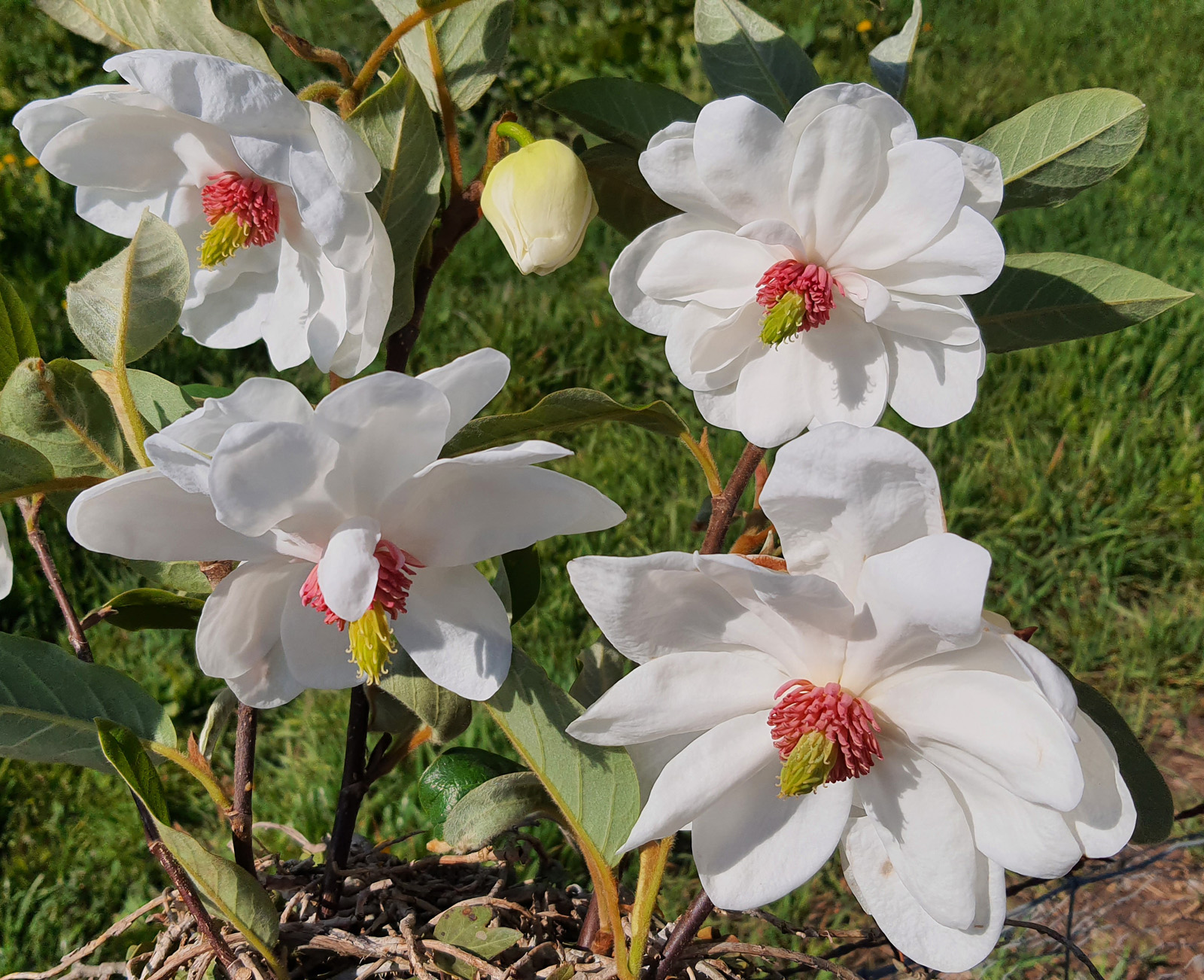 Magnolia wilsonii 'Eileen Baines'® | Frank P Matthews