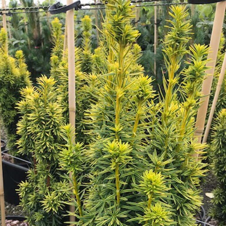 Taxus baccata 'David' | Frank P Matthews