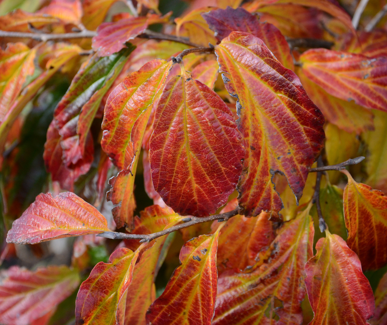 Parrotia persica 'Bella' | Frank P Matthews