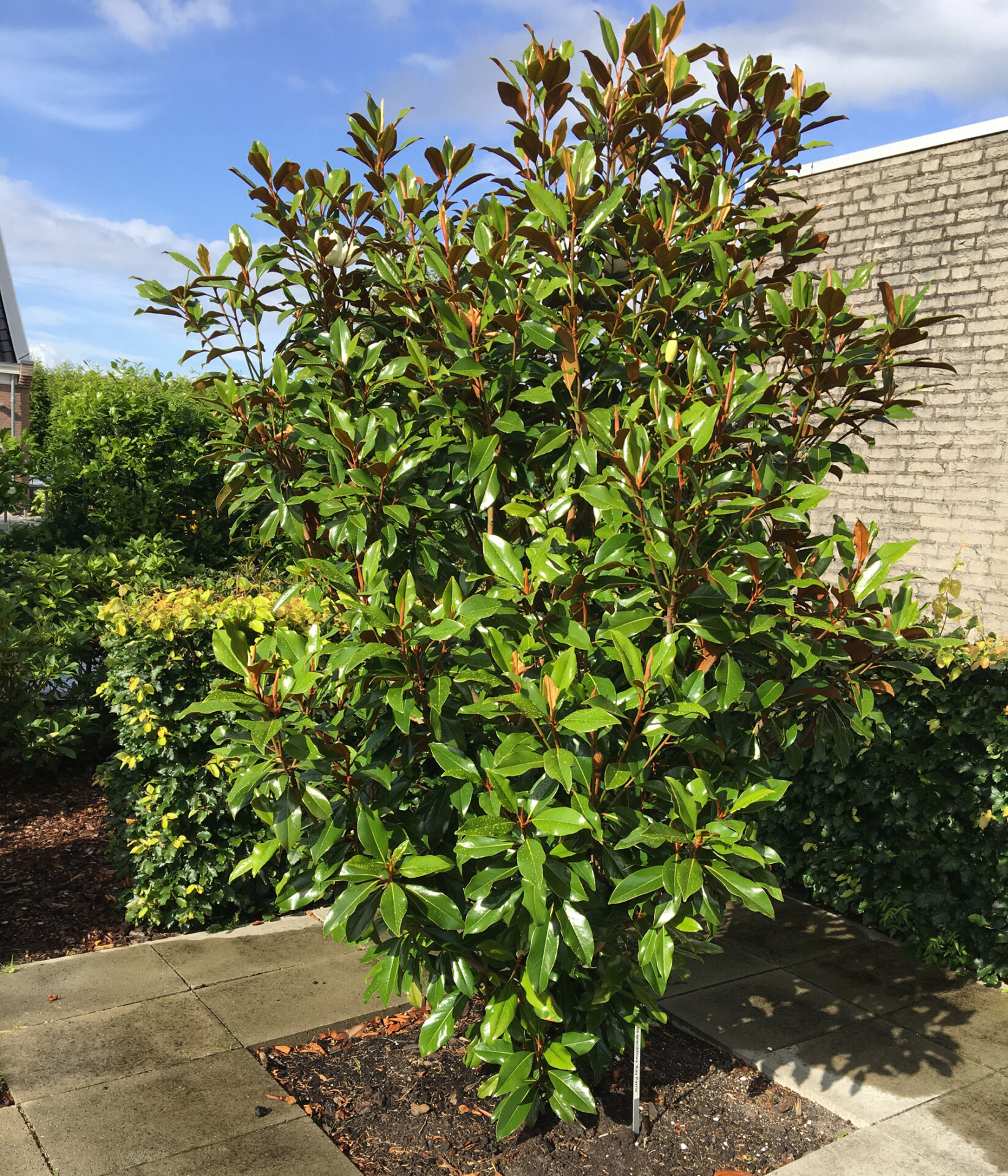 Magnolia grandiflora 'Kay Parris' | Frank P Matthews
