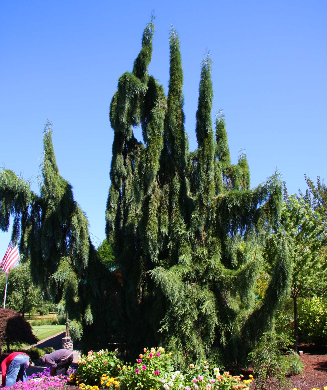 Sequoiadendron giganteum 'Pendulum' | Frank P Matthews