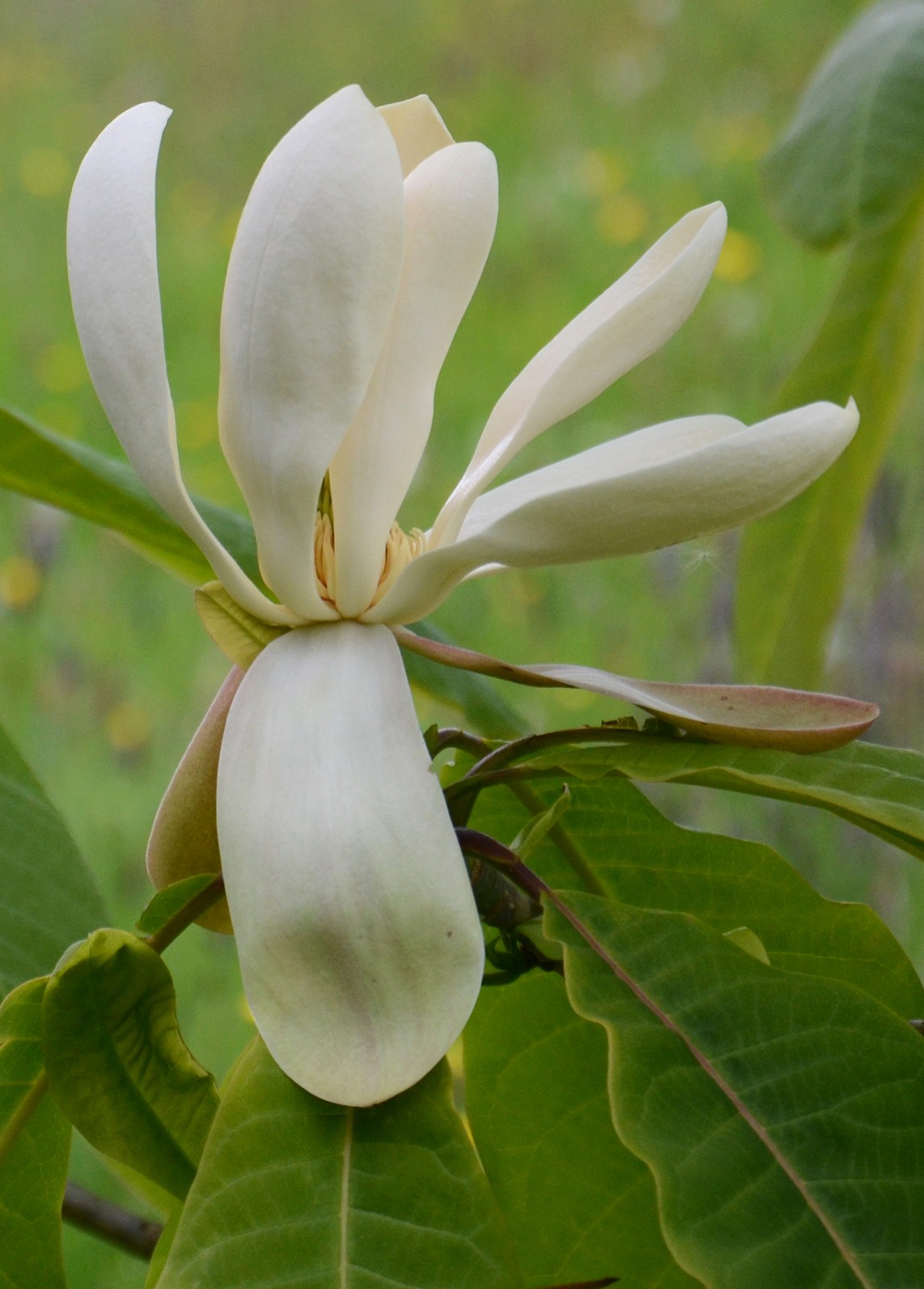 Magnolia officinalis | Frank P Matthews