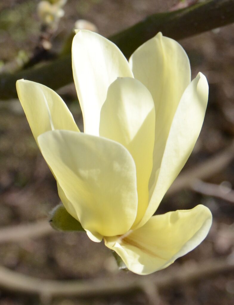 Magnolia 'Golden Pond' Tree | Frank P Matthews | Ornamental Tree