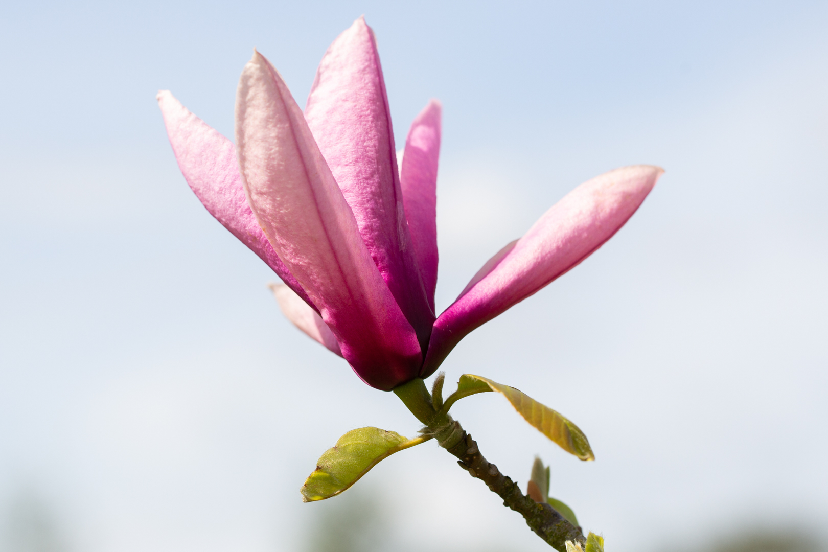 Magnolia 'Sunset Swirl' | Magnolia Tree | Ornamental Tree | Frank P ...