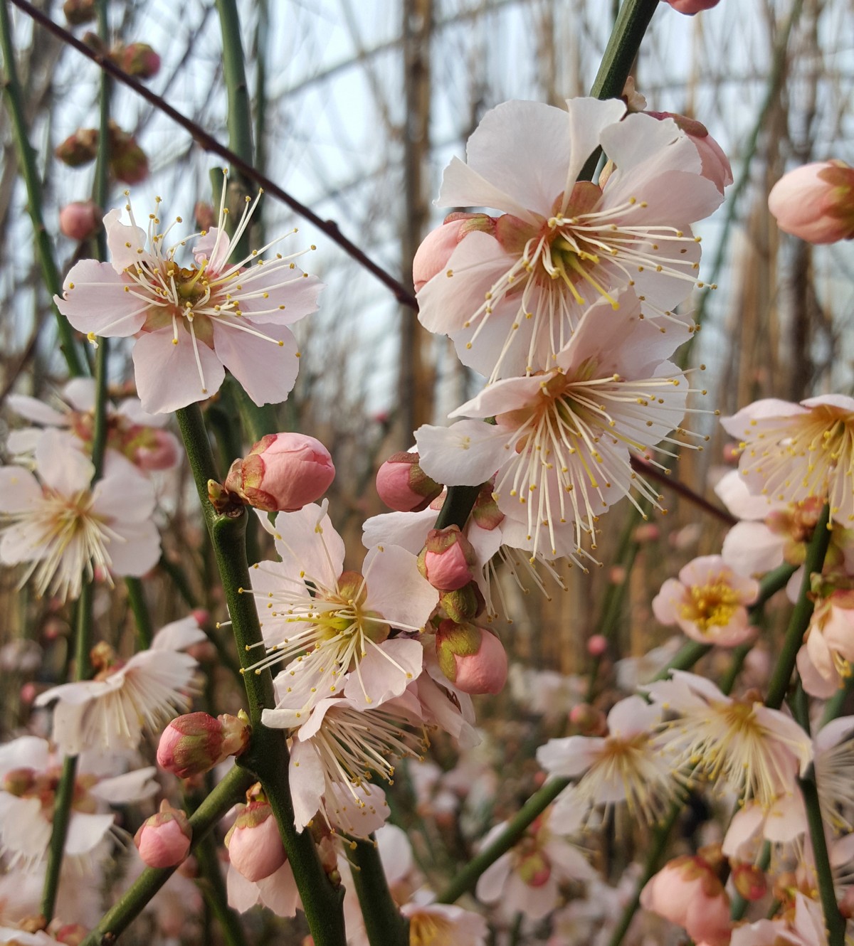 Prunus mume 'Omoi-no-mama' | Frank P Matthews