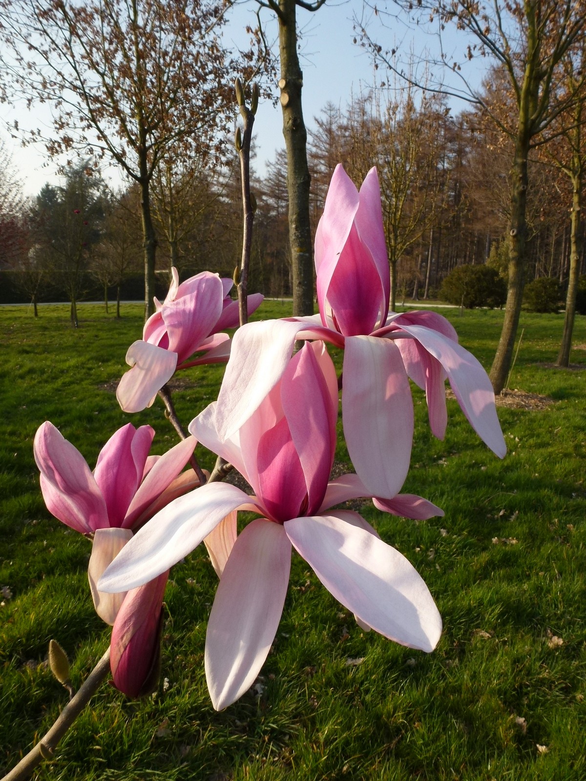 Magnolia 'Red Lion' | Frank P Matthews