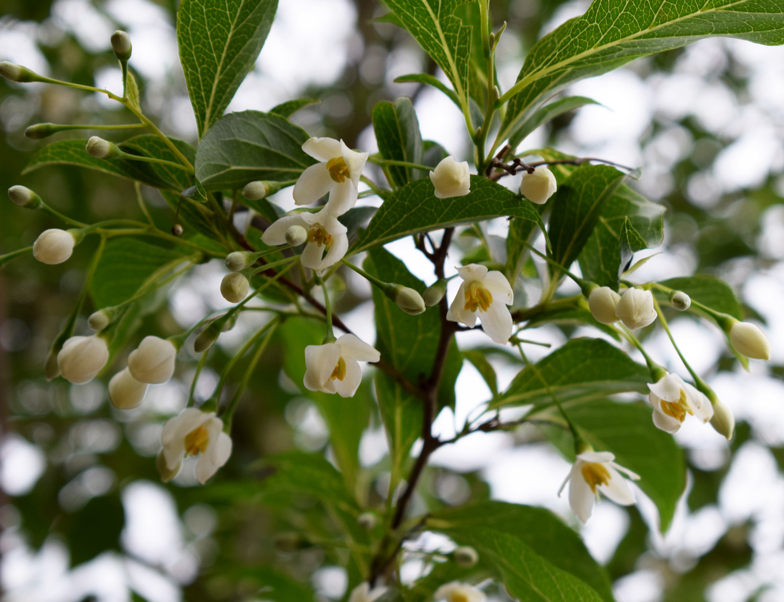 Styrax japonicus 'Snow Cone' | Japanese Snowbell | Frank P Matthews