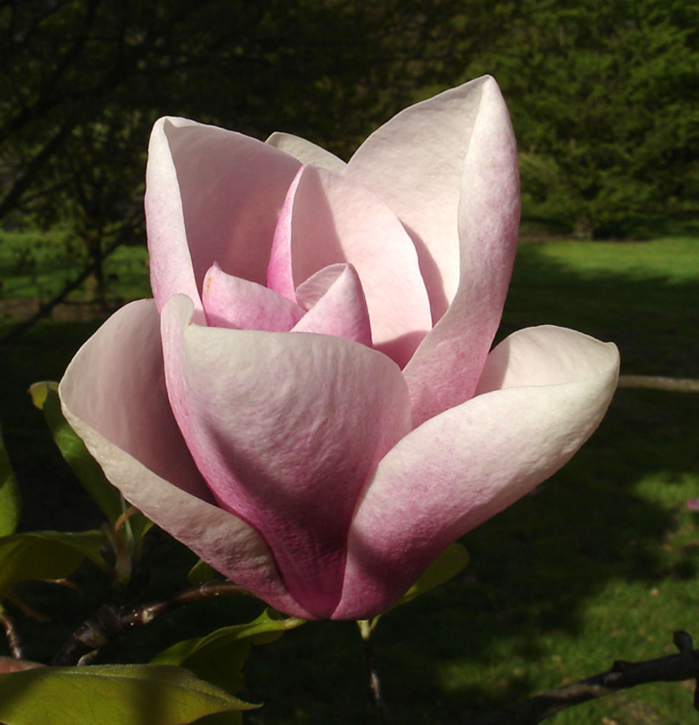 Magnolia 'Peter Smithers' | Frank P Matthews