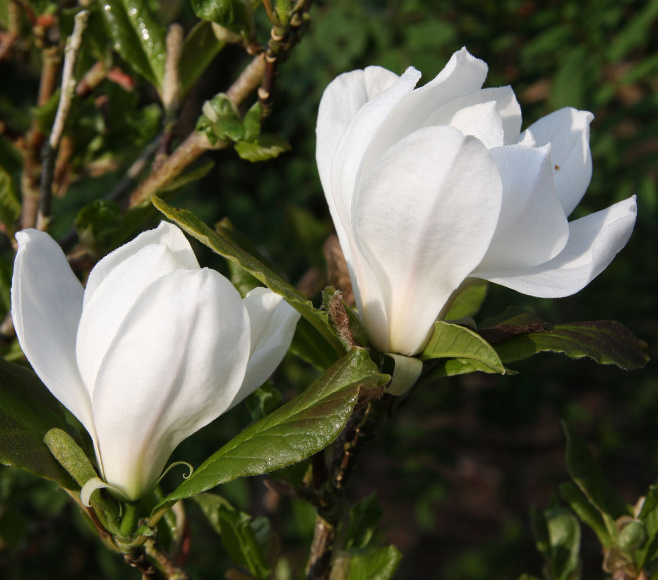 Magnolia 'Merrill' | Frank P Matthews