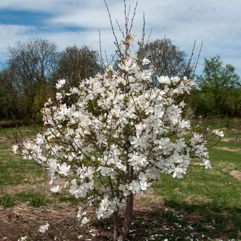 Magnolia 'Merrill' | Frank P Matthews