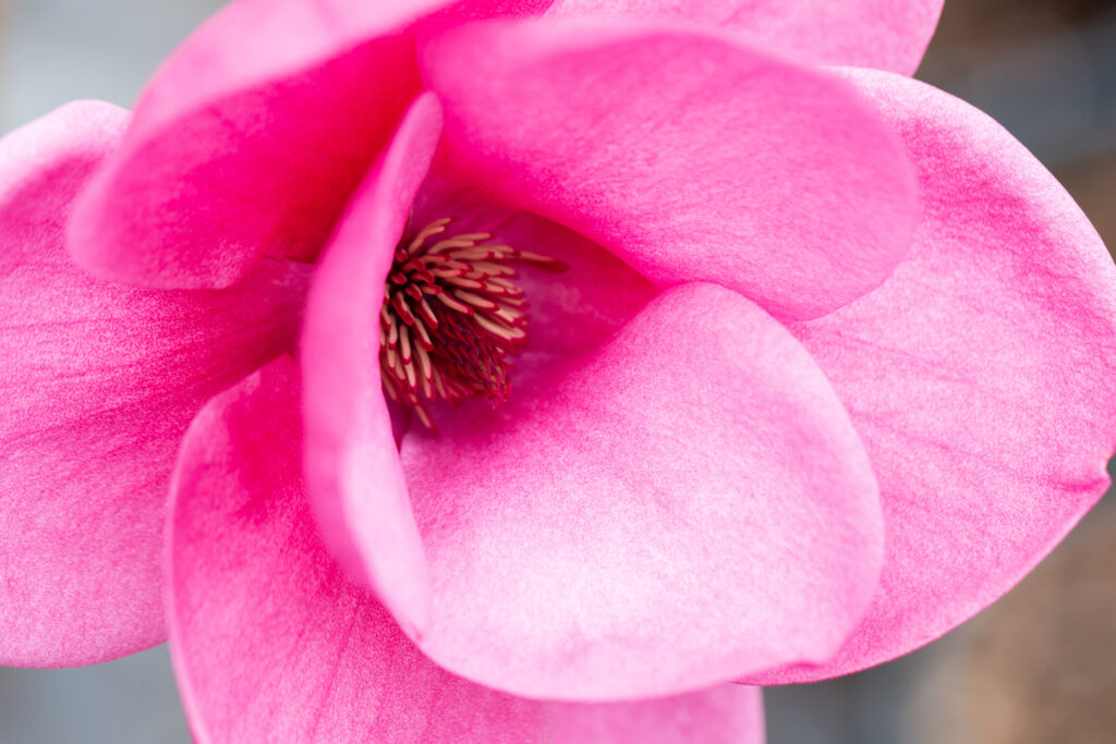 Buy Magnolia 'Watermelon' Tree | Frank P Matthews