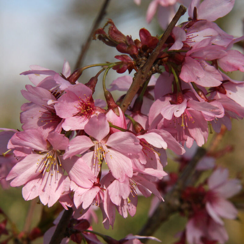 Prunus x incam 'Dream Catcher' | Frank P Matthews