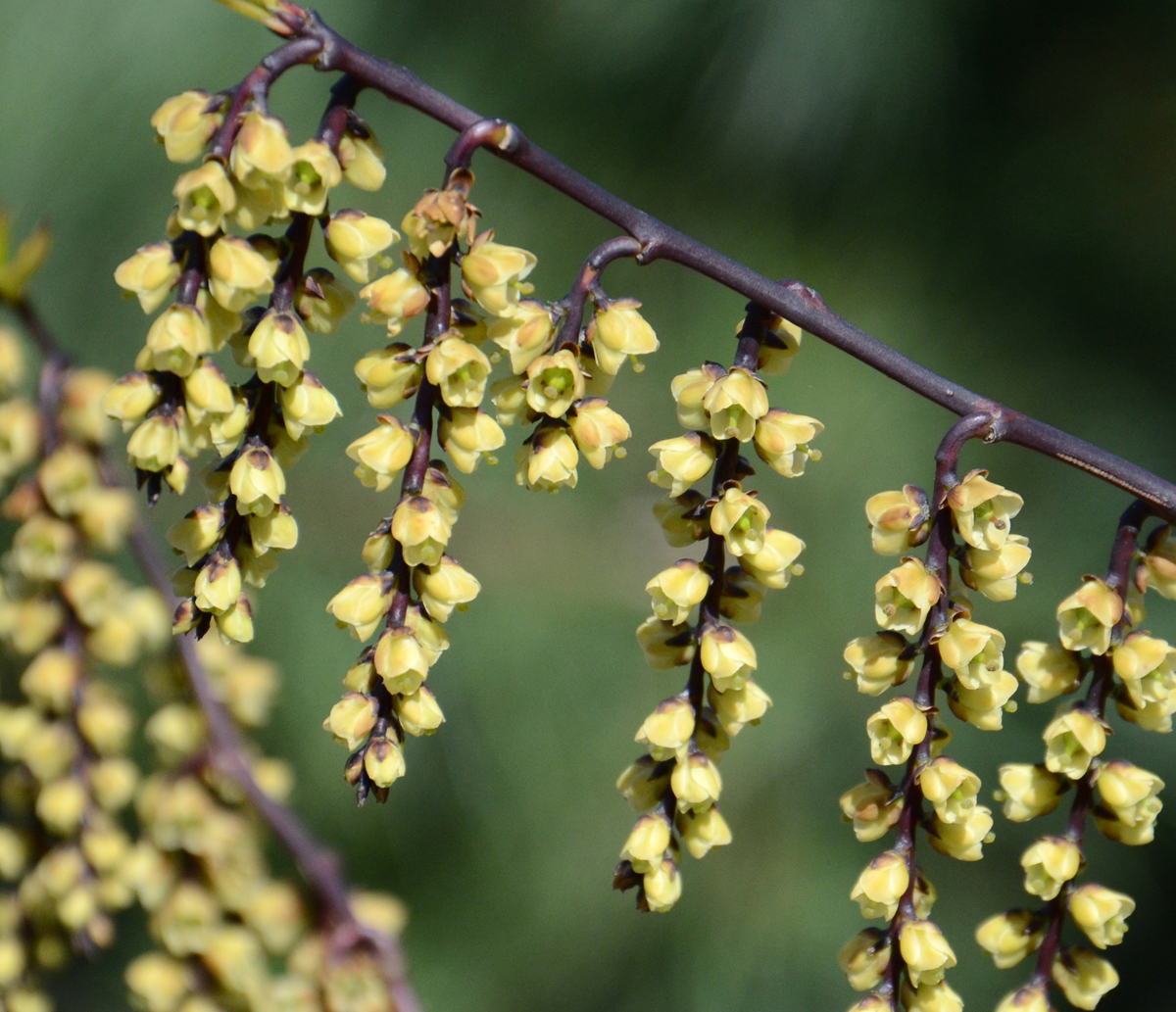 Stachyurus chinensis 'Celina' | Frank P Matthews
