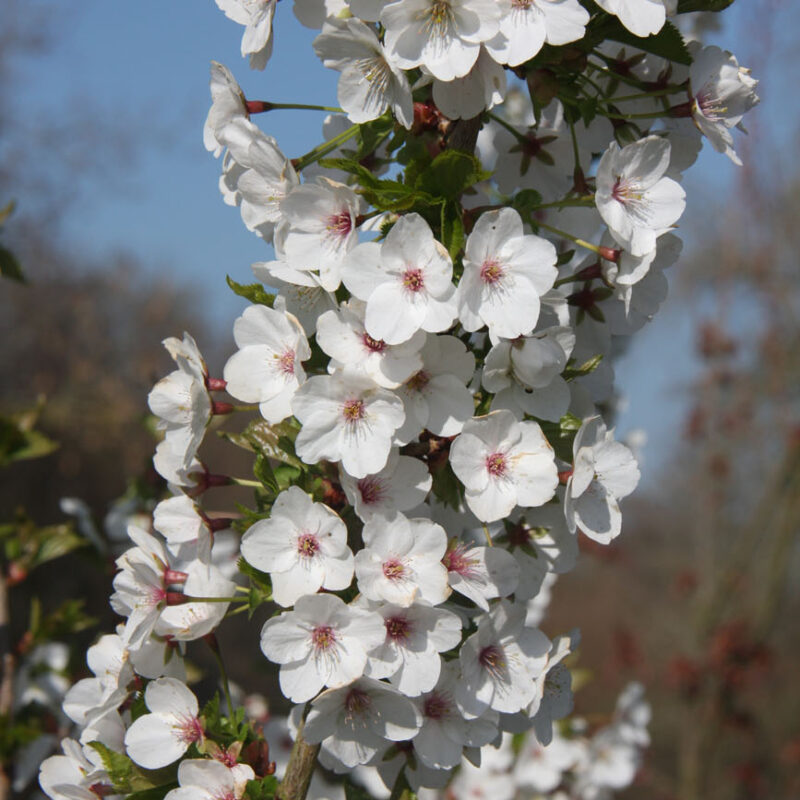 Prunus 'Umineko' | Frank P Matthews