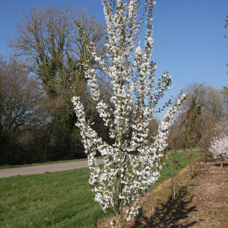 Prunus 'Umineko' | Frank P Matthews
