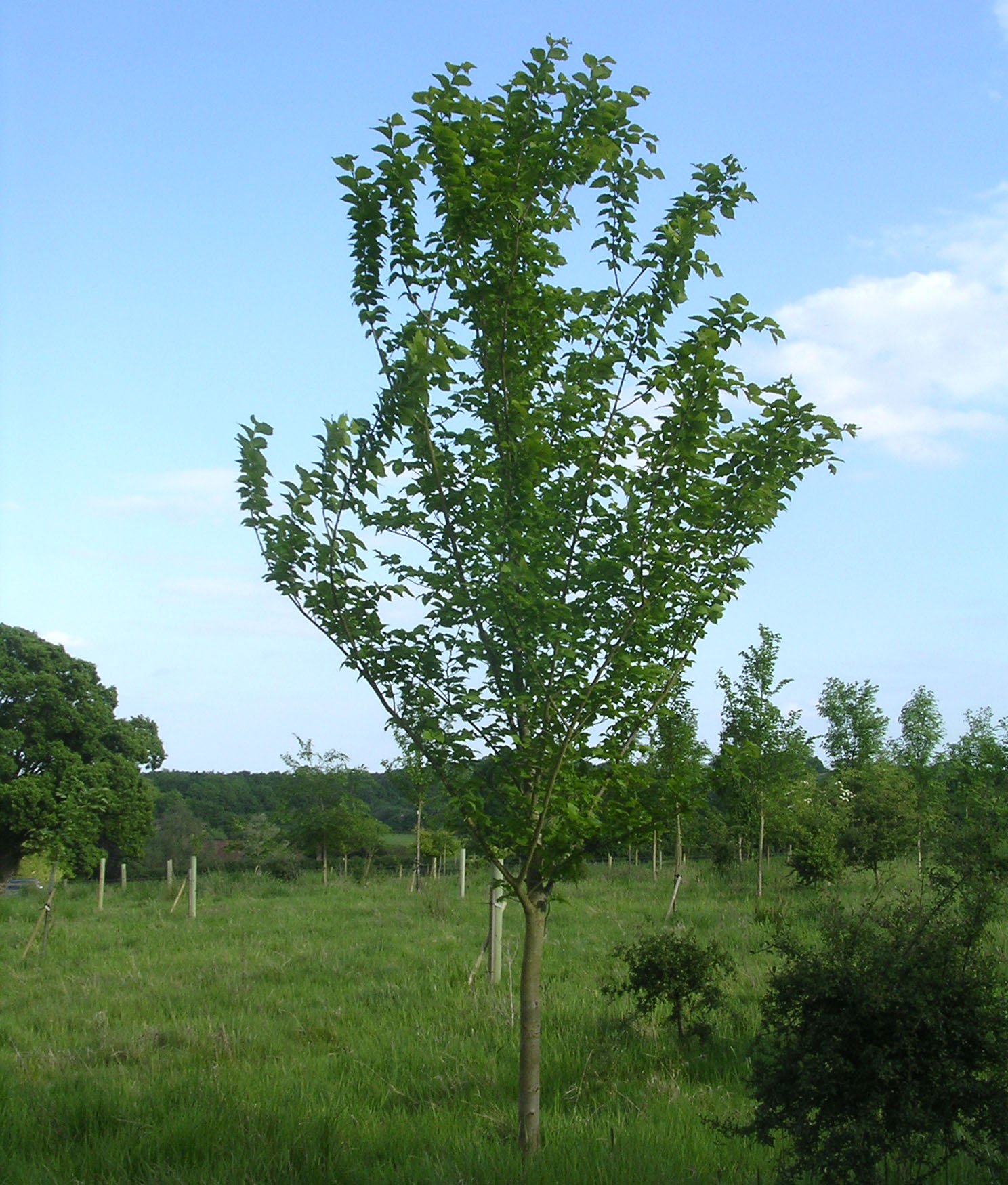 FPM Grows Dutch Elm Disease Resistant Trees | Frank P Matthews