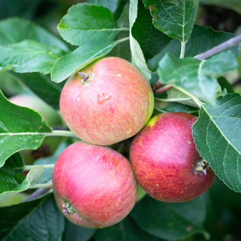 Angela Cider Apple | Frank P Matthews Fruit Trees
