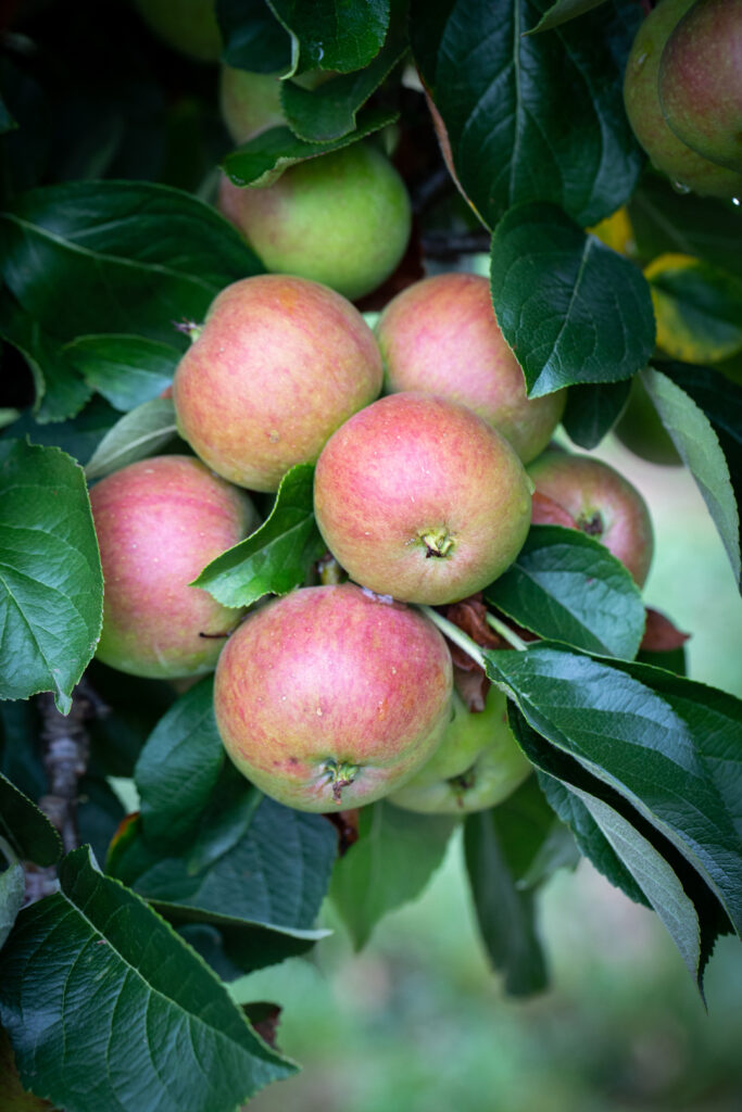 Angela Cider Apple | Frank P Matthews Fruit Trees