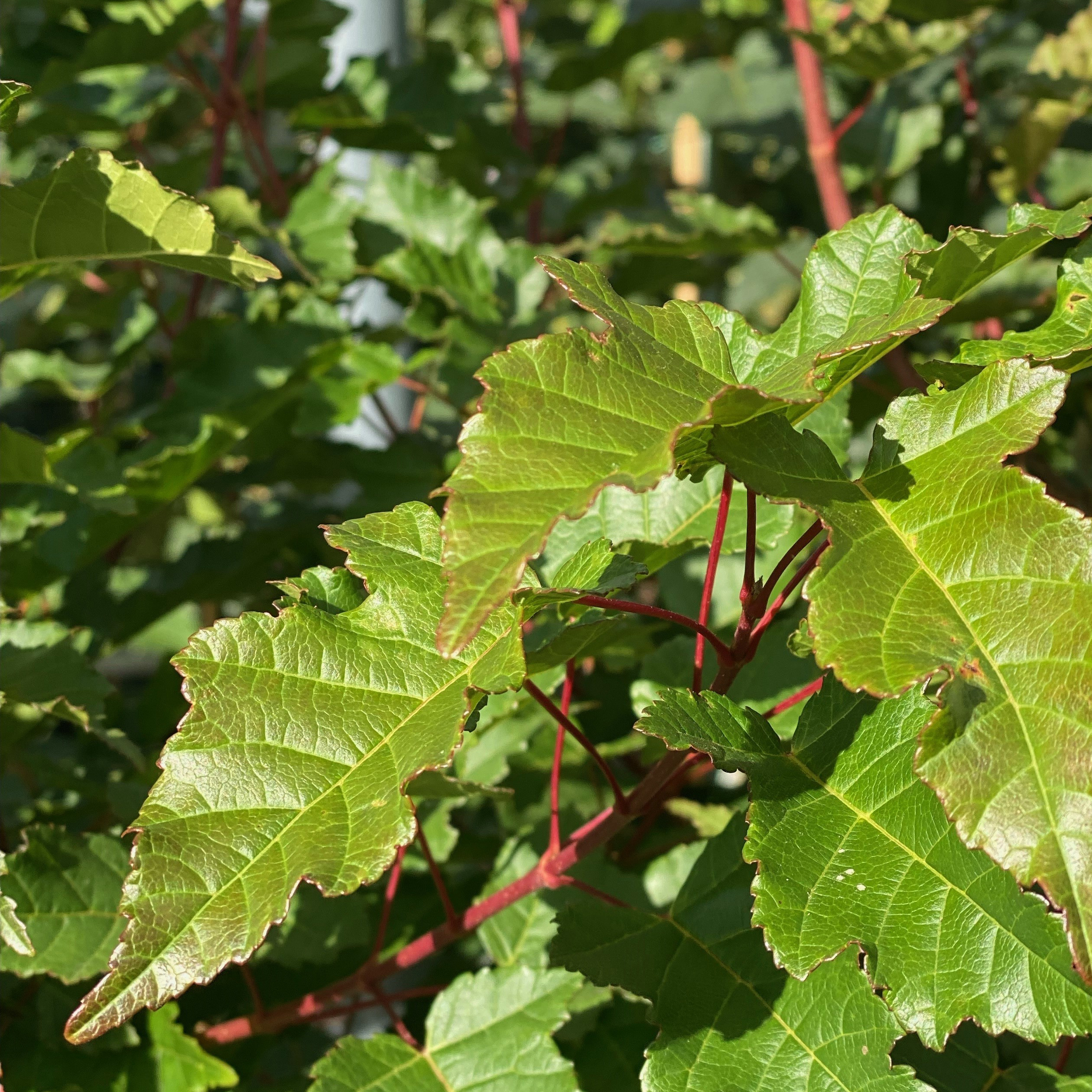 Acer ginnala ‘Merlot Magic’® | Tartarian Maple | Frank P Matthews