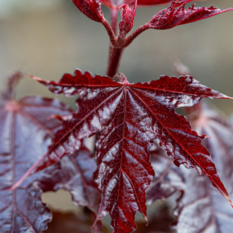 Acer platanoides ‘Royal Red’ | Frank P Matthews | Ornamental Tree