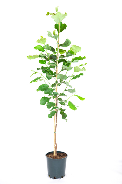 Magnolia ‘Judy Zuk’ | Frank P Matthews | Ornamental Tree