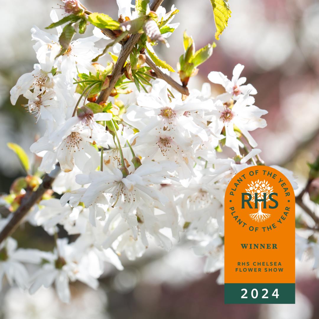 Prunus 'Starlight'® | Flowering Cherry Tree| Frank P Matthews ...