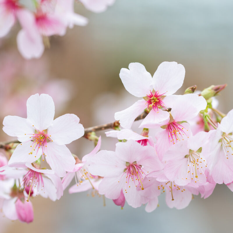 Prunus 'Tom' | Flowering Cherry Tree | Frank P Matthews