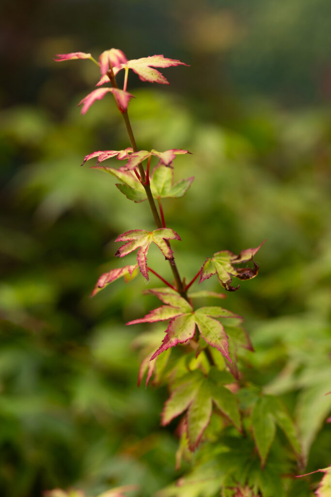Acer palmatum 'Little Princess' | Frank P Matthews