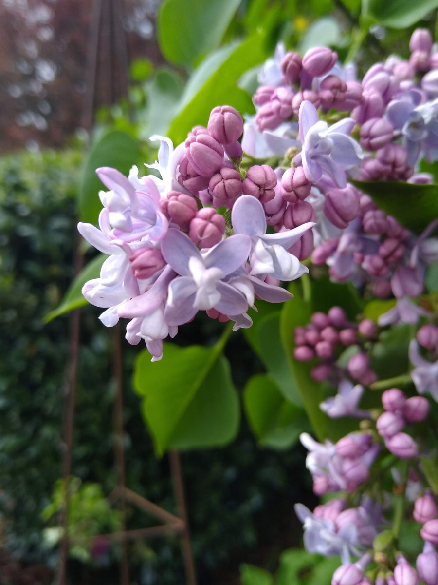 Syringa vulgaris 'Carpe Diem'® | Frank P Matthews