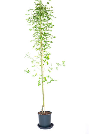 Laburnum anagyroides 'Yellow Rocket'® | Frank P Matthews