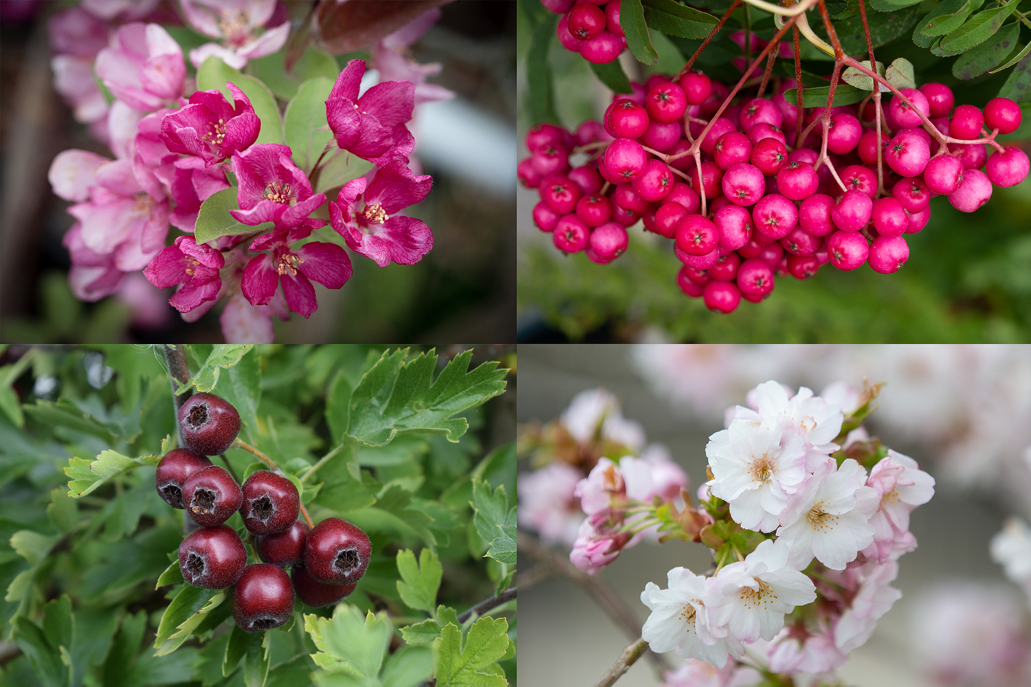 HortWeek feature: Wonderful trees that have yet to achieve rock star ...