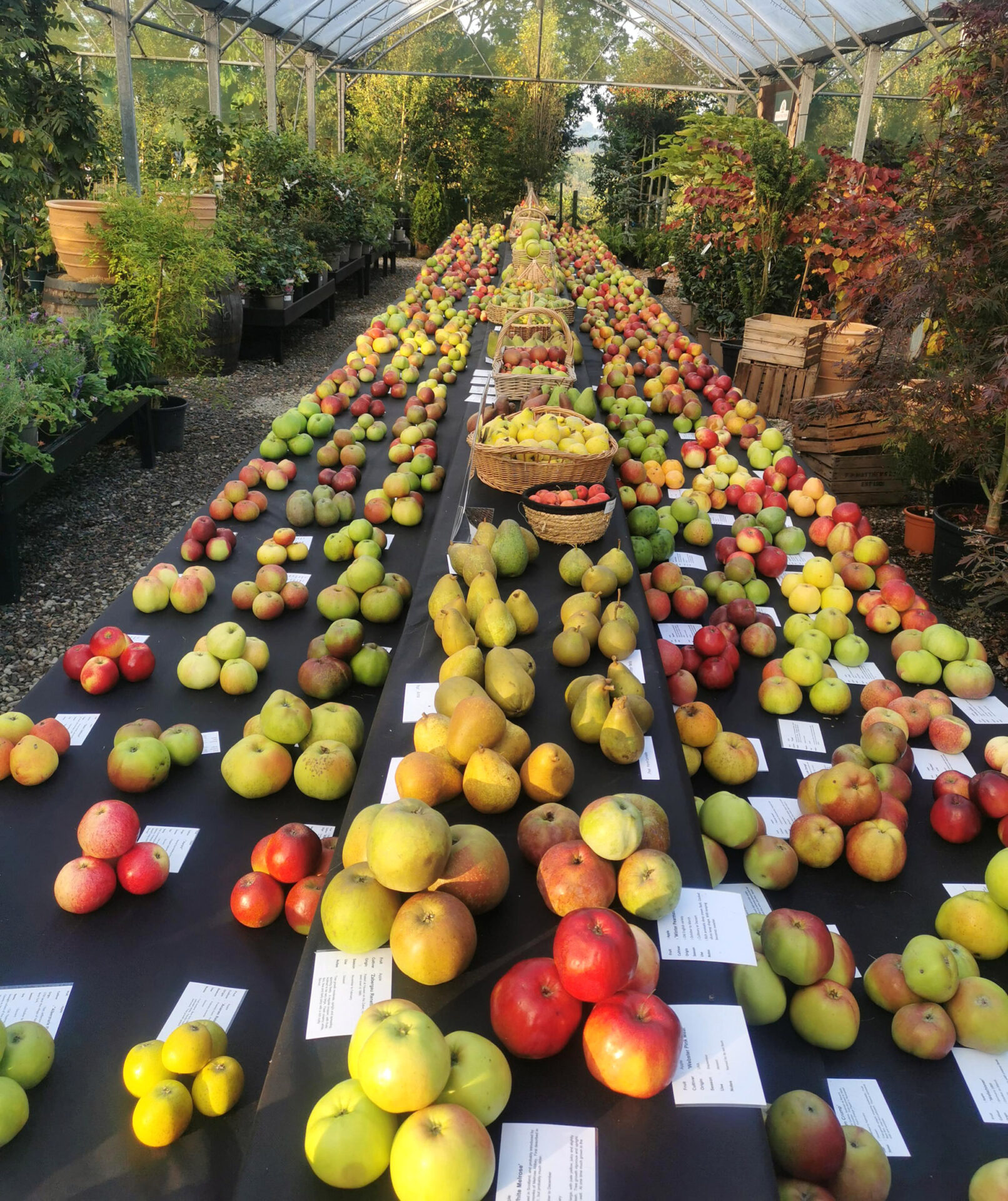 Apple Display in Tree Shop | Frank P Matthews
