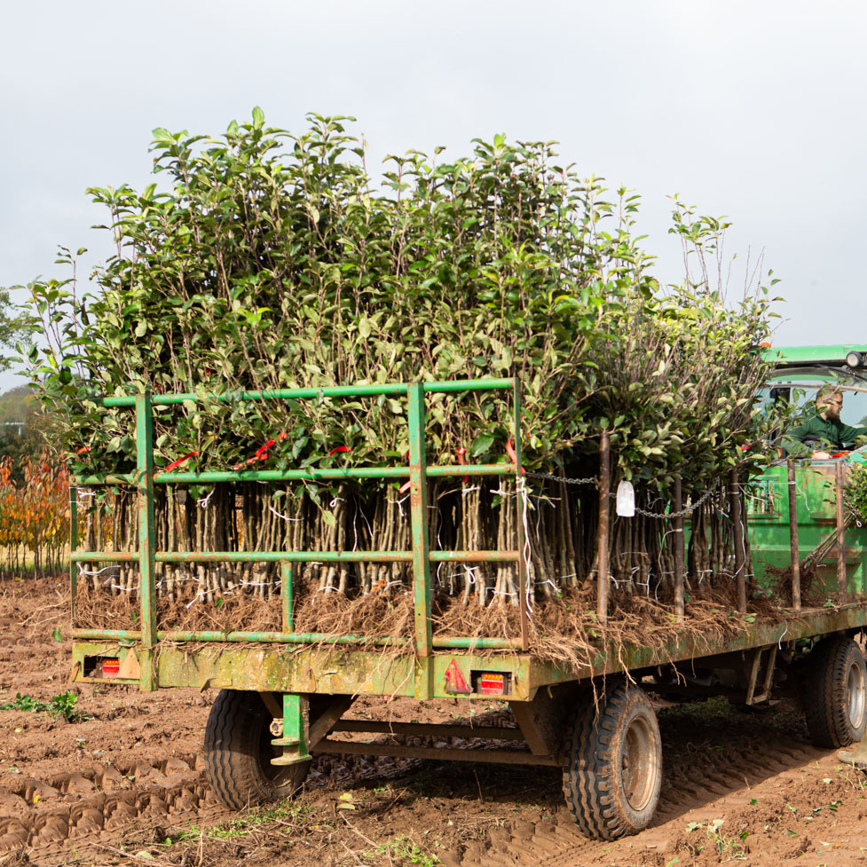 We’ve started lifting bare root trees! | Frank P Matthews