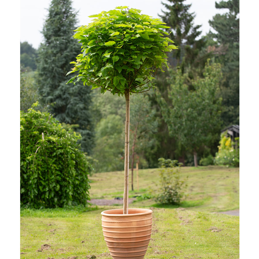 Specimen Trees to Buy | Frank P Matthews Tree Shop