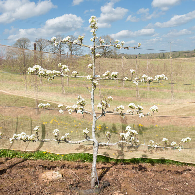 Specimen Trees to Buy | Frank P Matthews Tree Shop