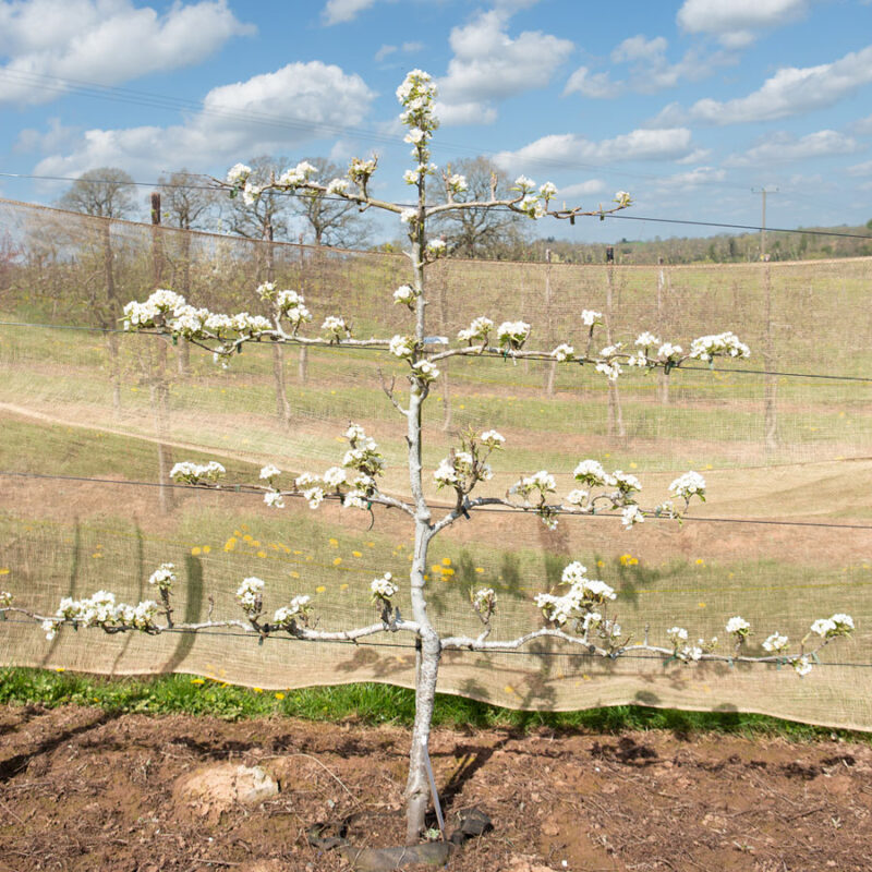 Specimen Trees to Buy | Frank P Matthews Tree Shop