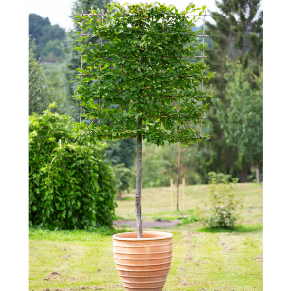 Specimen Trees to Buy | Frank P Matthews Tree Shop