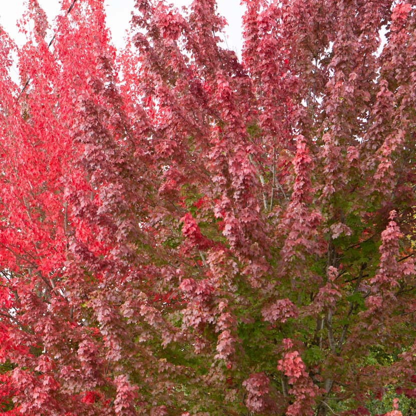 Specimen Trees to Buy | Frank P Matthews Tree Shop