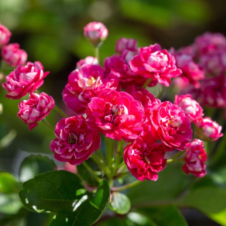 Specimen Trees to Buy | Frank P Matthews Tree Shop