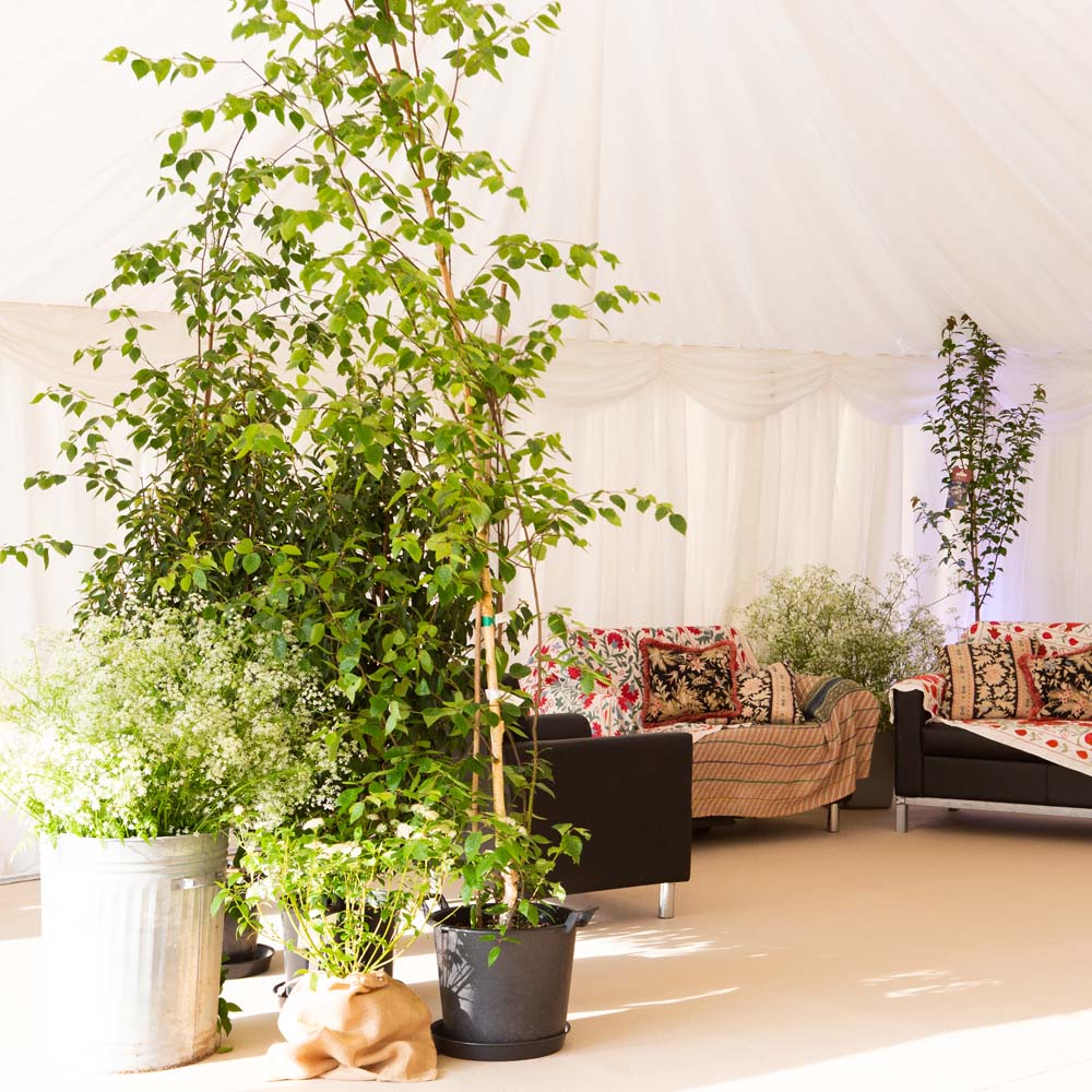 Fruit and Ornamental Trees for Sale | Frank P Matthews