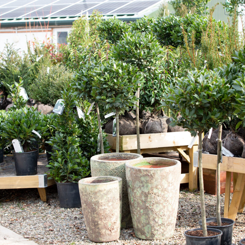 Fruit and Ornamental Trees for Sale | Frank P Matthews