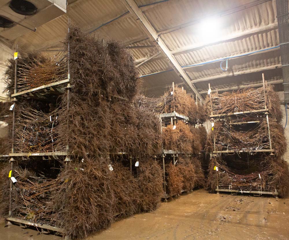 How to store bare root trees | Frank P Matthews