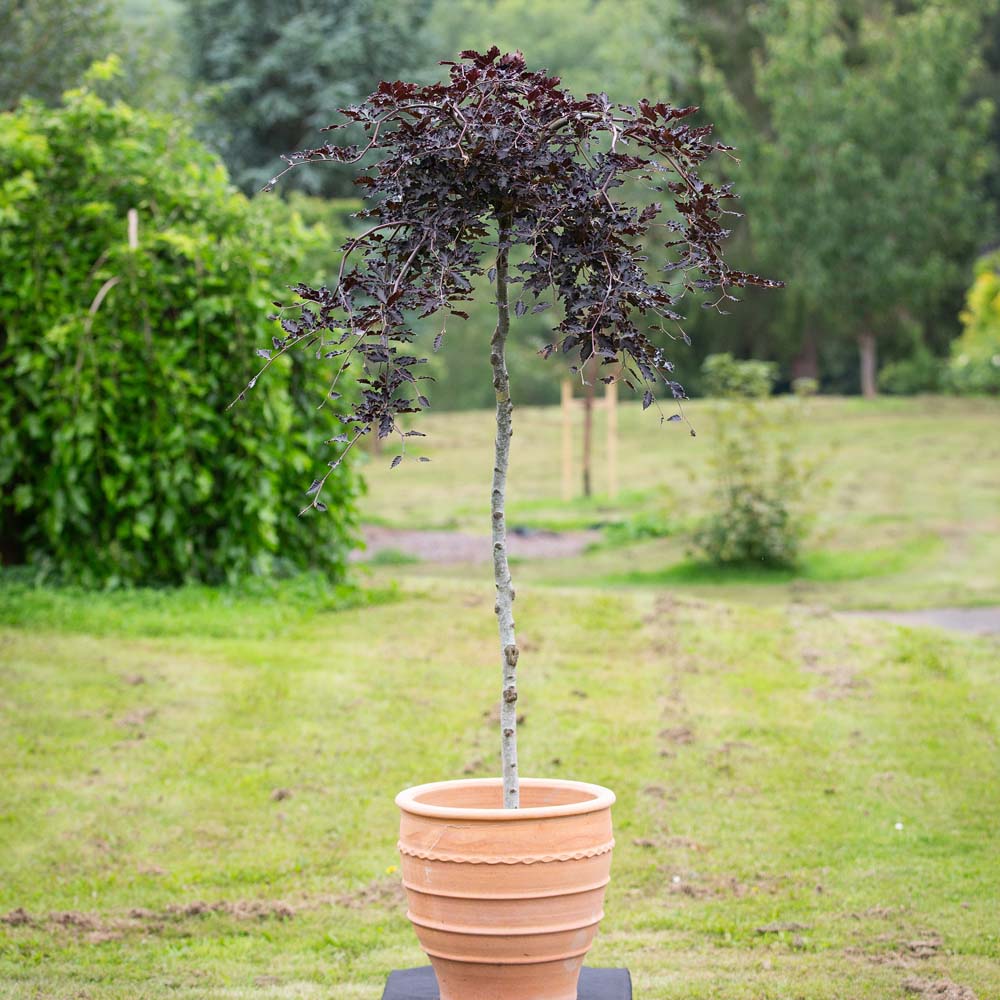 Specimen Trees to Buy | Frank P Matthews Tree Shop