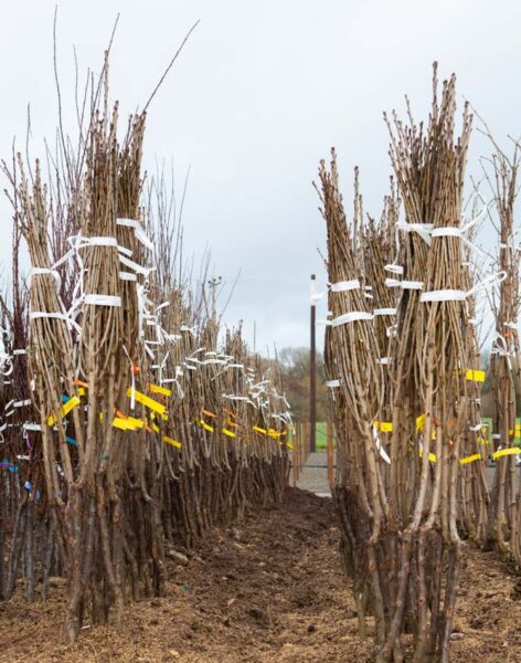 How to store bare root trees | Frank P Matthews