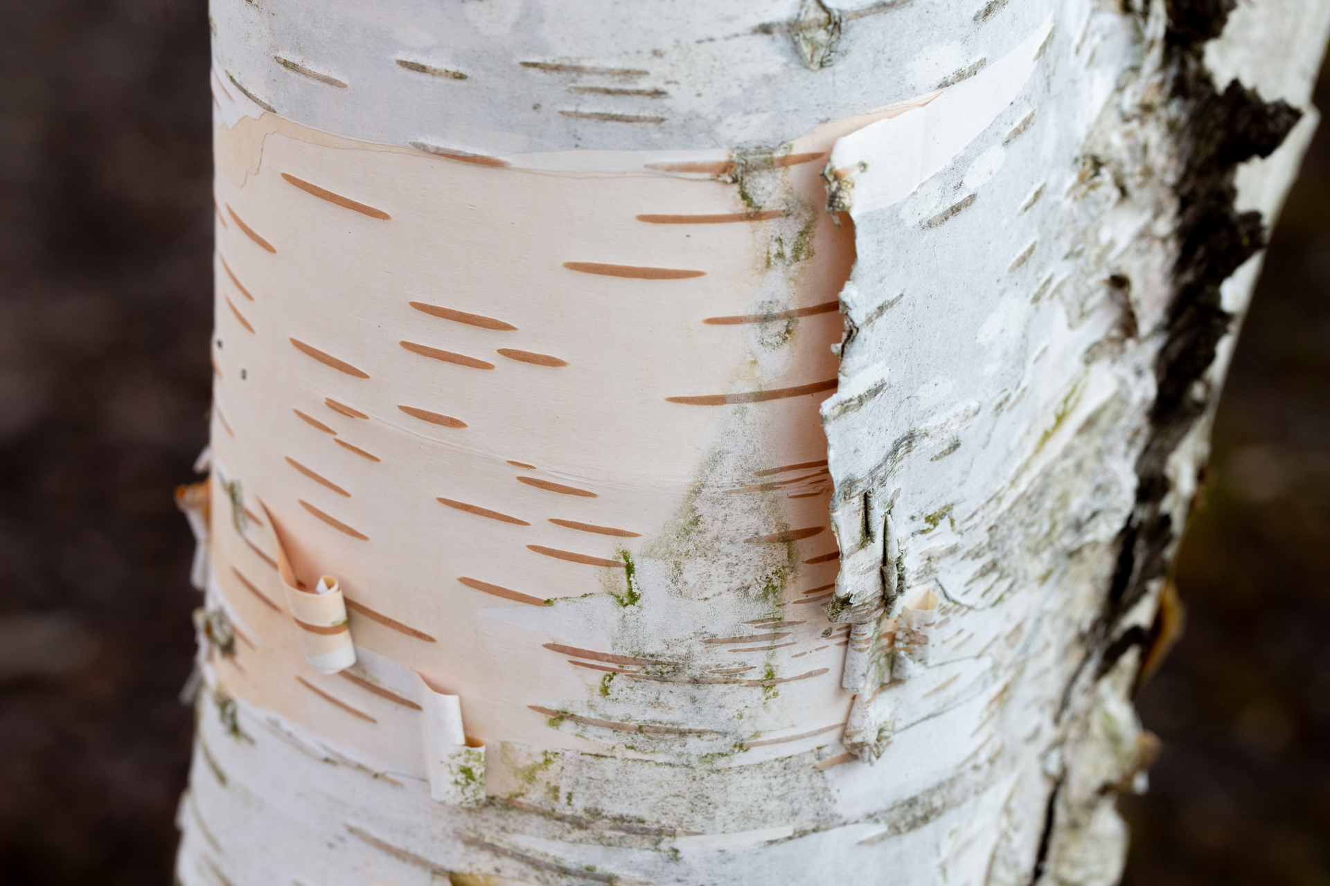 Unlocking the Magic of January: The Best Trees for Winter Planting ...