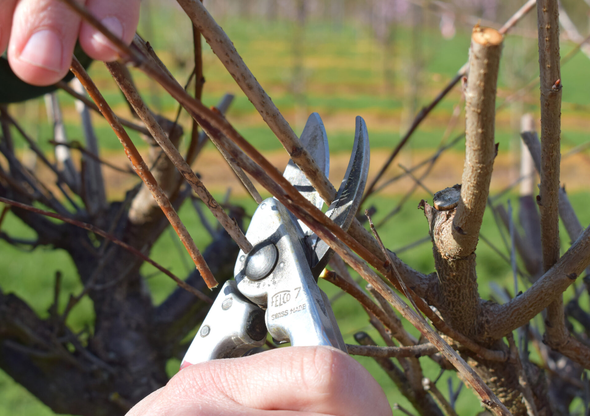 Winter Pruning: An Expert Guide to Winter Fruit Tree Care