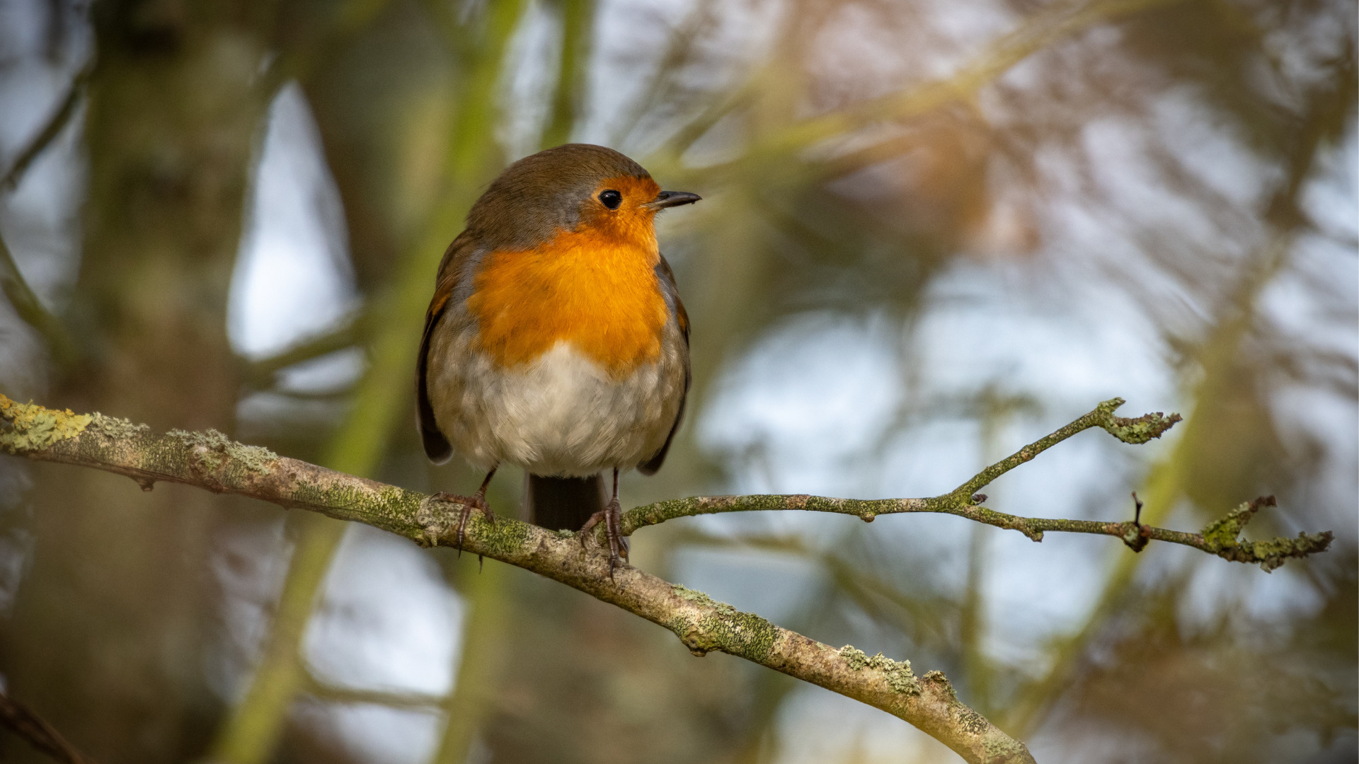 The Best Trees for Bird Nesting