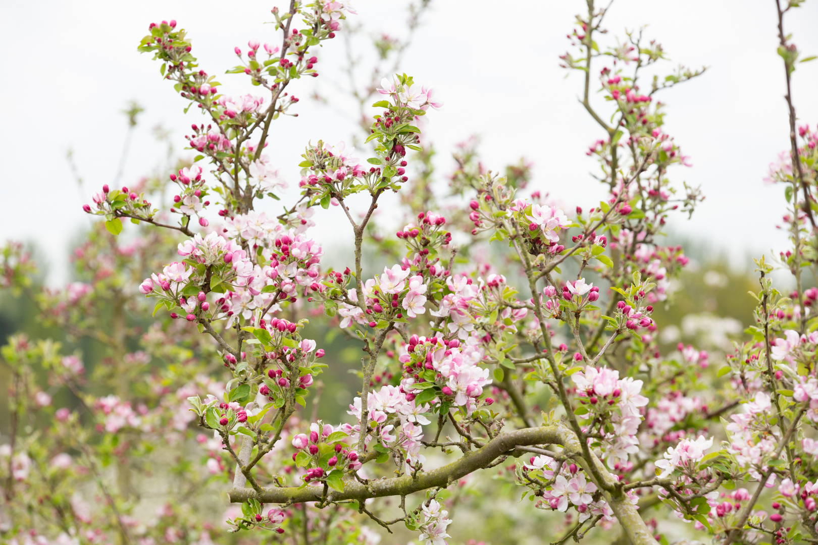 Apple Tree Pollination- The Frank P Matthews Guide