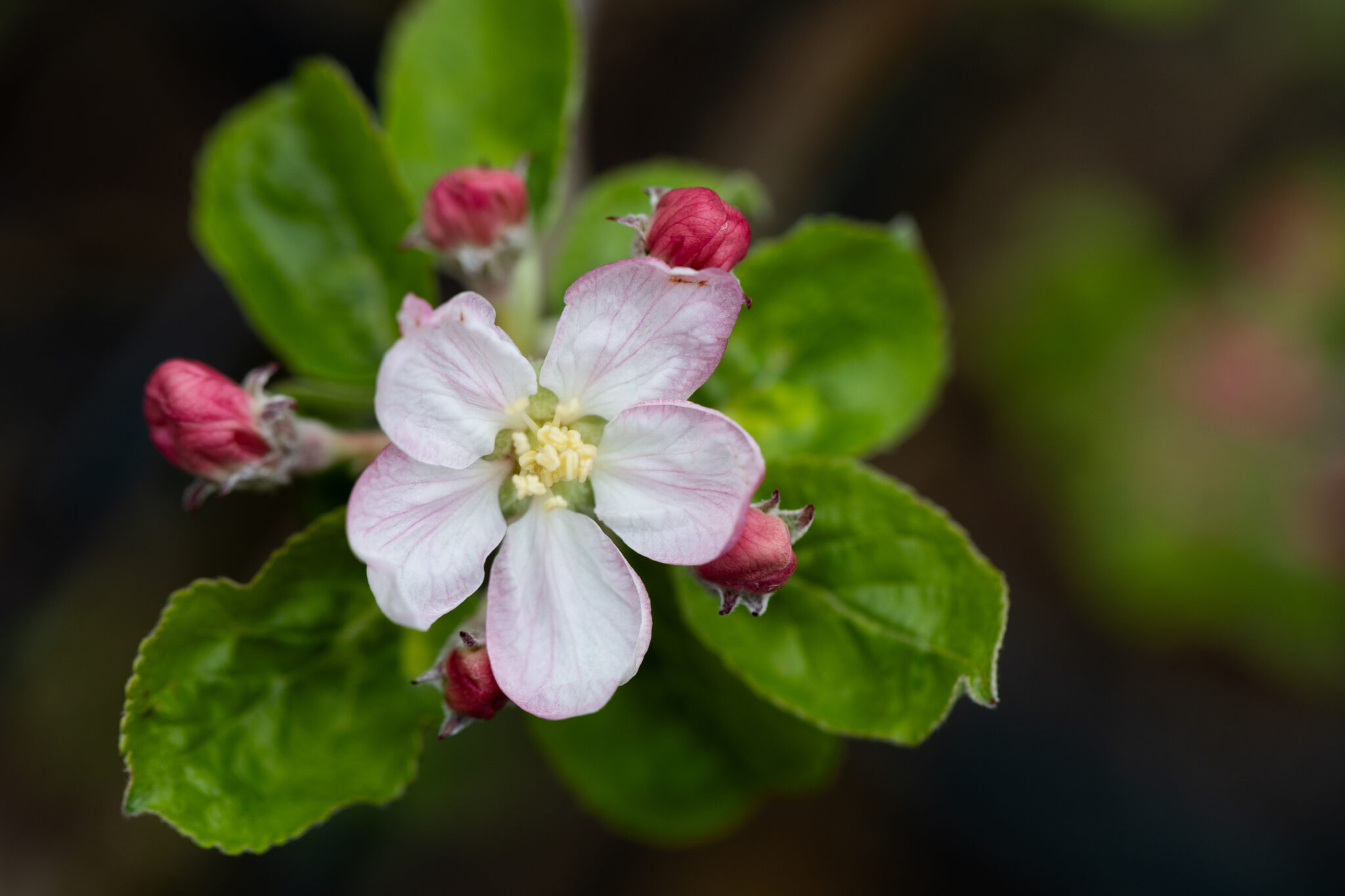 Apple Tree Pollination- The Frank P Matthews Guide