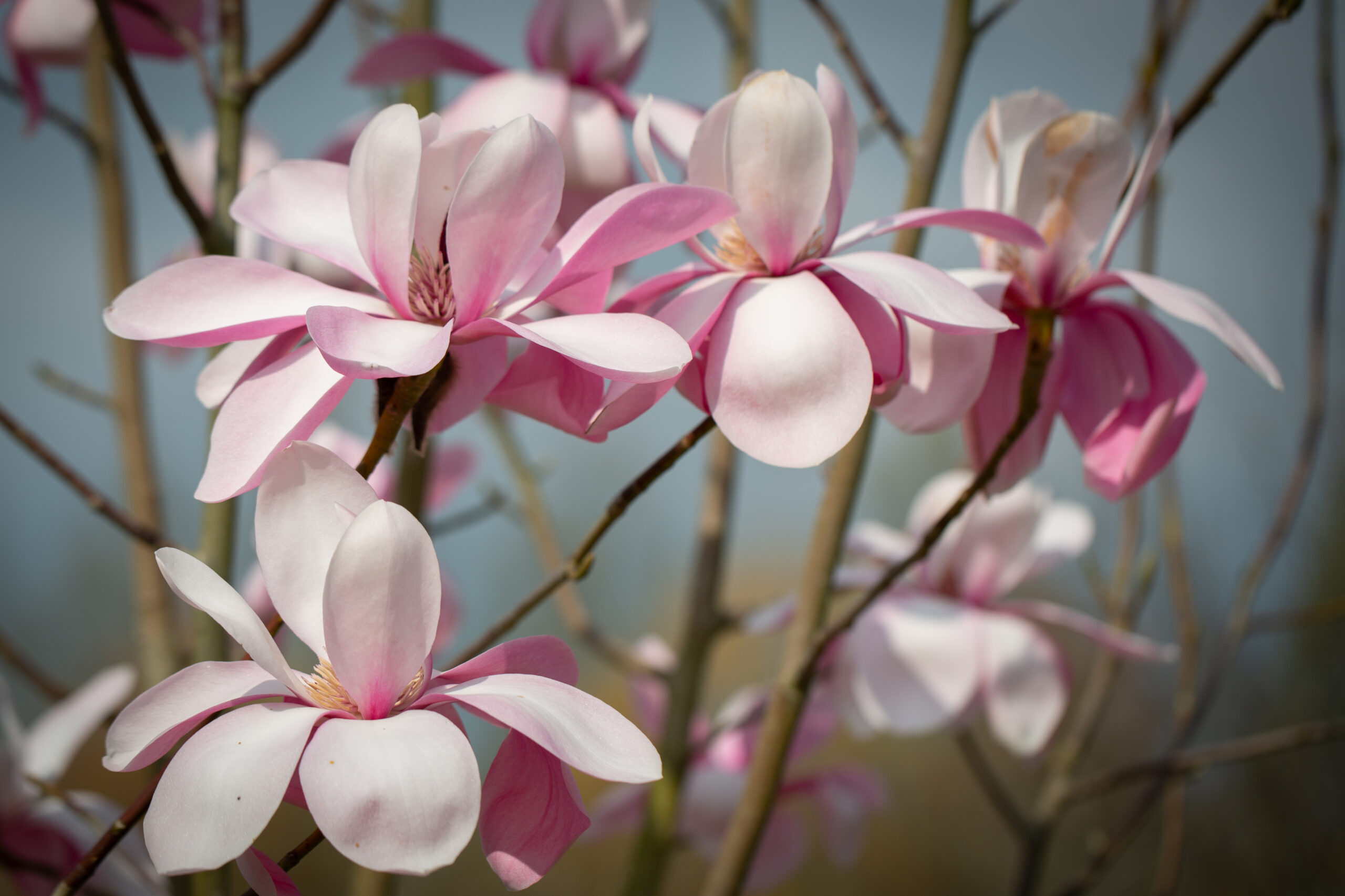 How to Grow a Magnolia Tree: The Frank P Matthews Guide | Frank P Matthews